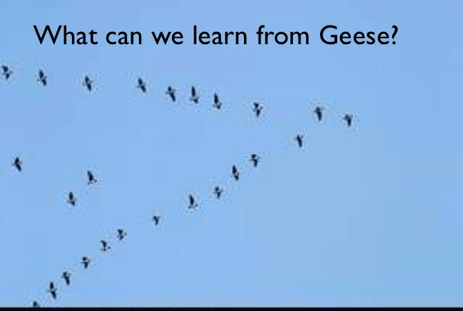 Leadership Lessons from Geese – teacherhead